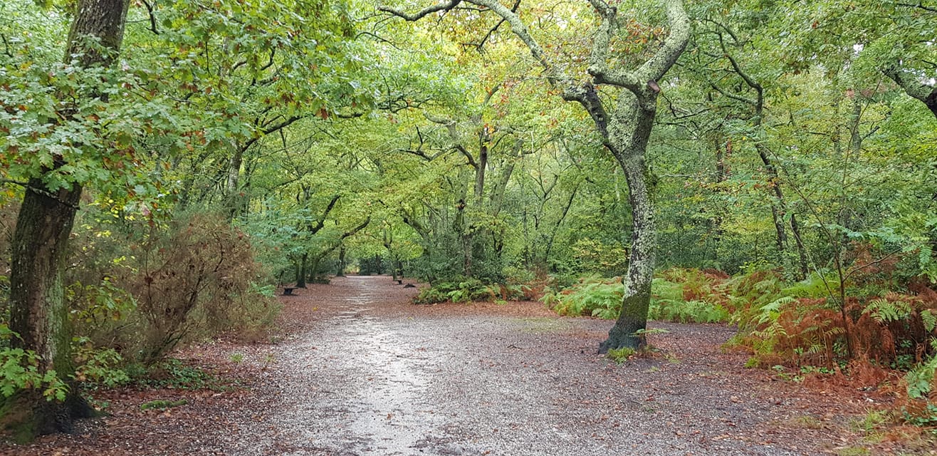 Nouveauté : Marche méditative / Bain de forêt - Relax'33